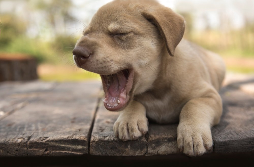 Megan McCain slams Kristi Noem for shooting 'worthless' dog in a gravel ...