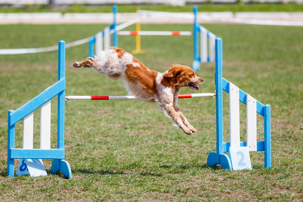 How to Watch the 2025 AKC Agility Premier Cup on ESPN2 - American ...